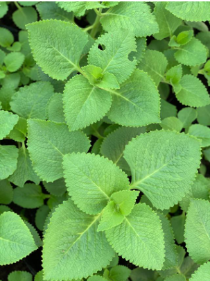 Manfaat Kesehatan Daun Jinten yang Perlu Anda Ketahui